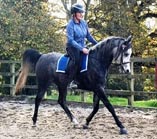 Gadebrook Arabian Stud, Tansor Lodge Farm, Nr Oundle, Peterborough, England