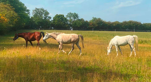 Gadebrook Arabian Stud, Tansor Lodge Farm, Nr Oundle, Peterborough, England