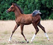 Gadebrook Arabian Stud, Tansor Lodge Farm, Nr Oundle, Peterborough, England