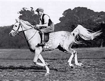 Gadebrook Arabian Stud, Tansor Lodge Farm, Nr Oundle, Peterborough